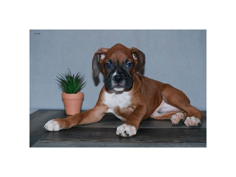 Boxer-DOG-Male-Mahogany-2529195-Petland Iowa City, Iowa