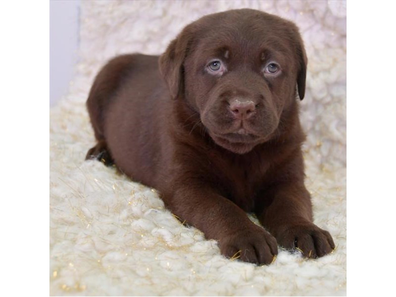 Female Chocolate Lab Puppy