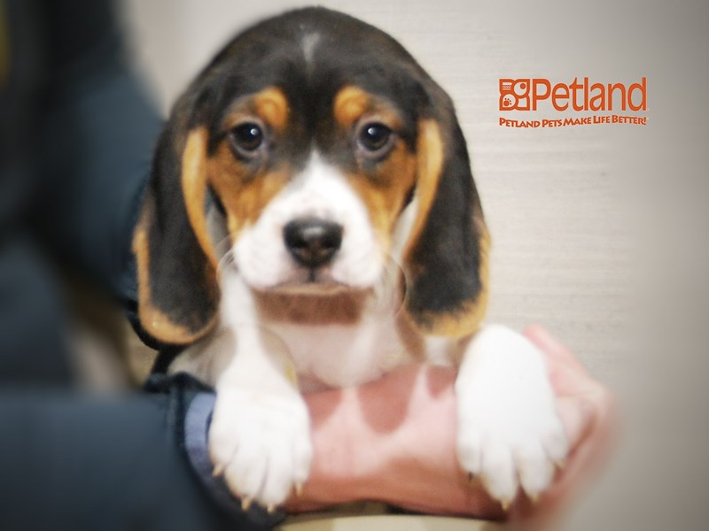 Beagle Puppy Black Fawn / White ID:16245 Located at Petland Iowa City, Iowa