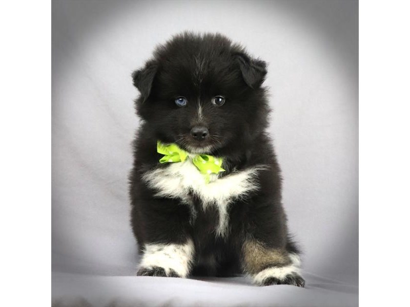 Pomsky Puppy Black White / Tan ID:16647 Located at Petland Iowa City, Iowa