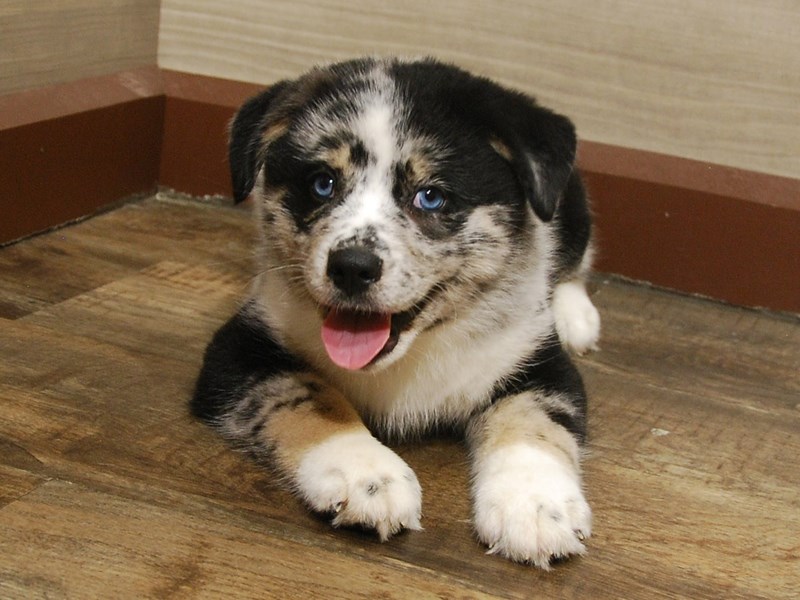 Pomsky Puppy Blue Merle ID:16673 Located at Petland Iowa City, Iowa