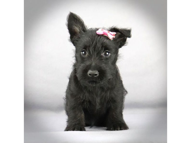 Scottish Terrier Puppy Black ID:16720 Located at Petland Iowa City, Iowa