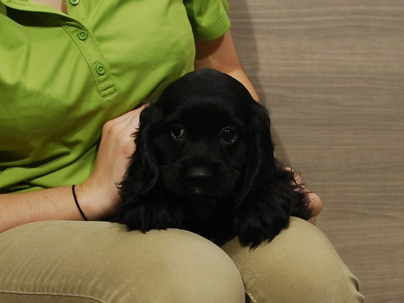 Teacup Cocker Spaniel