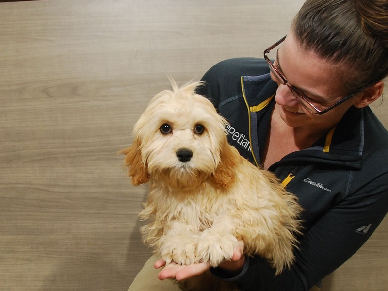 Cavachon Puppy Ruby ID:16660 Located at Petland Iowa City, Iowa