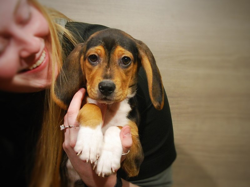 Beagle Puppy Black Tan / White ID:16822 Located at Petland Iowa City, Iowa