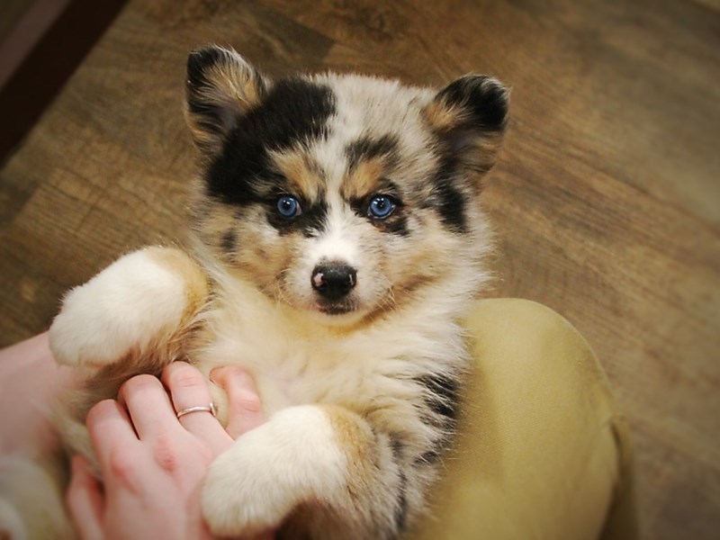 Pomsky Puppy Blue Merle ID:16990 Located at Petland Iowa City, Iowa