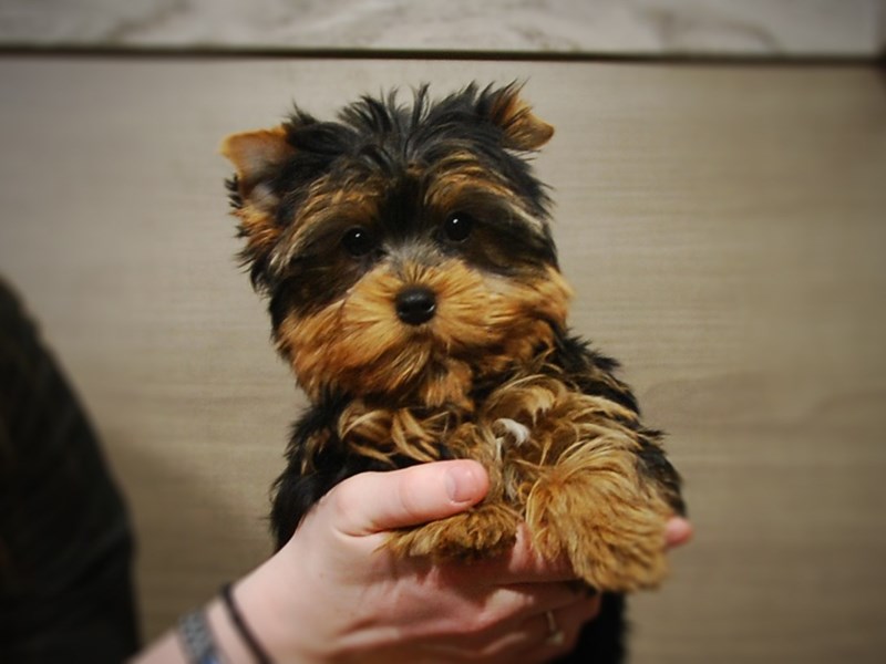 Yorkshire Terrier Puppy Black & Gold ID:16993 Located at Petland Iowa ...
