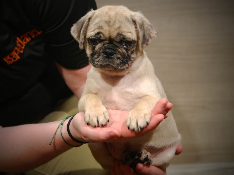 Pug Puppy Fawn Merle ID:17101 Located at Petland Iowa City, Iowa