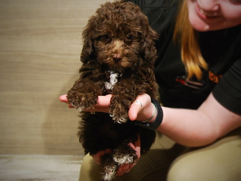 Poodle-DOG-Male-Chocolate-3062821-Petland Iowa City, Iowa