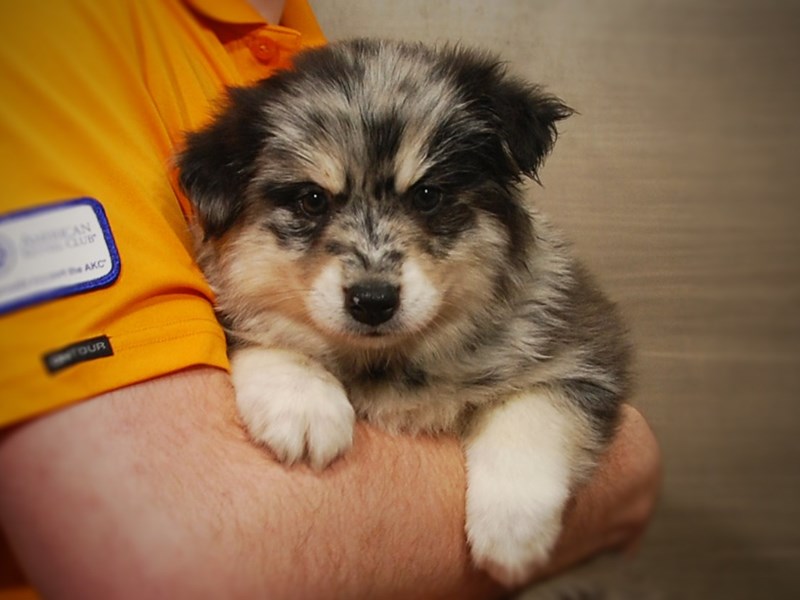 Pomsky Puppy blue Merle ID:17139 Located at Petland Iowa City, Iowa
