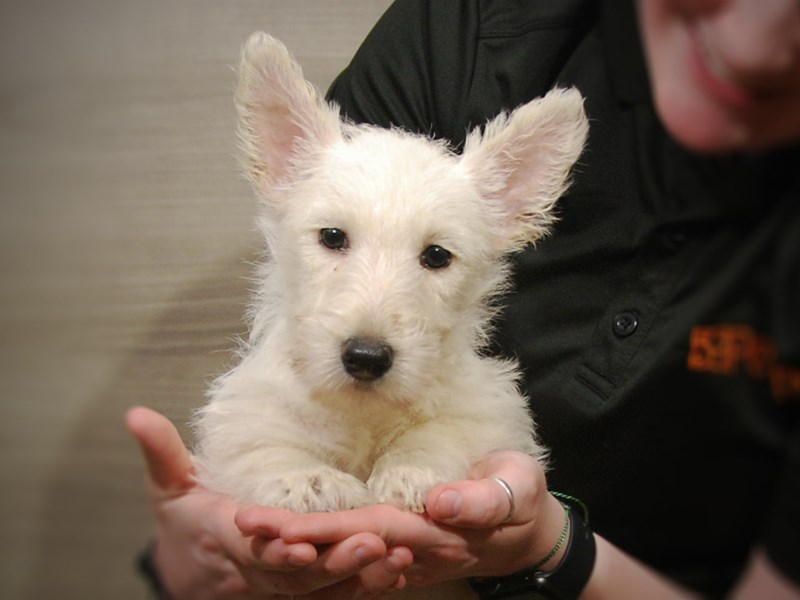 What Is A Wheaten Scottish Terrier