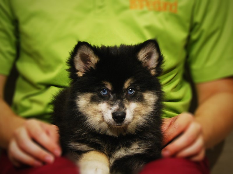 Pomsky-DOG-Male-Black / Tan-3206780-Petland Iowa City, Iowa