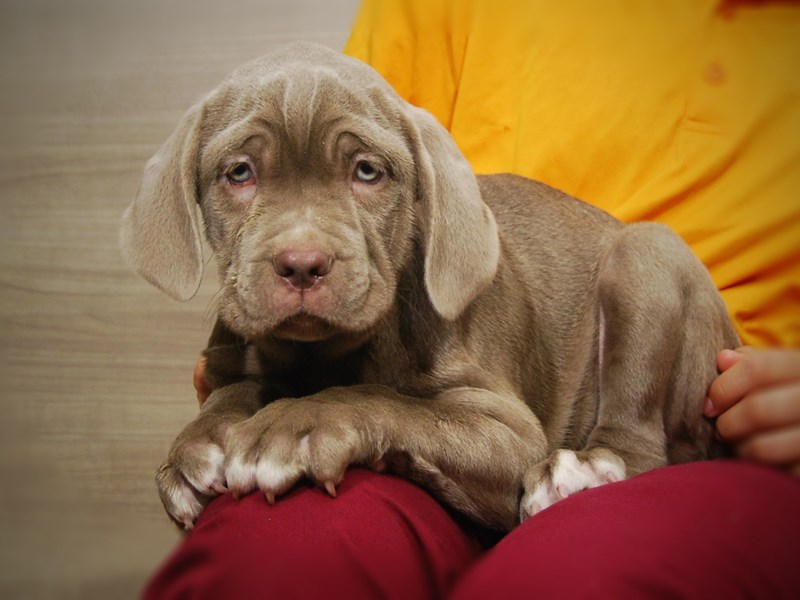 Do Neapolitan Mastiffs Smell