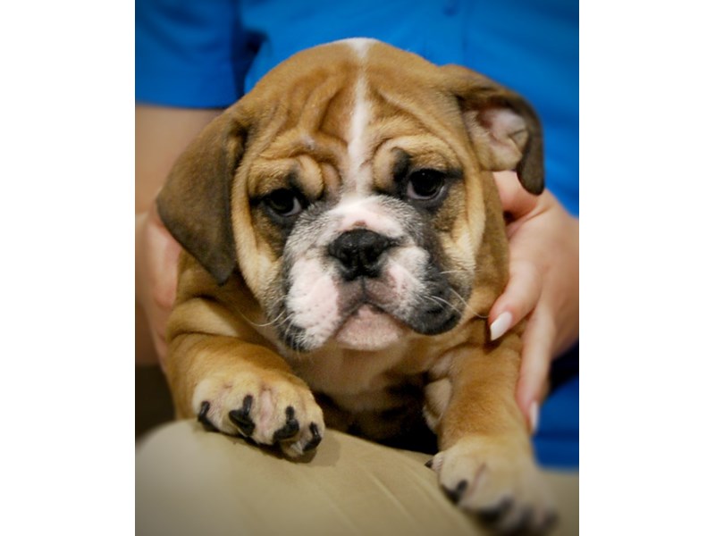 Brown English Bulldog Puppy
