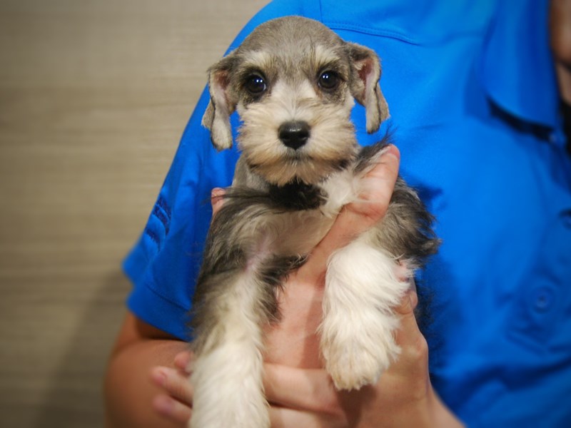 Miniature Schnauzer Puppy Black / Tan ID:17407 Located at Petland Iowa ...