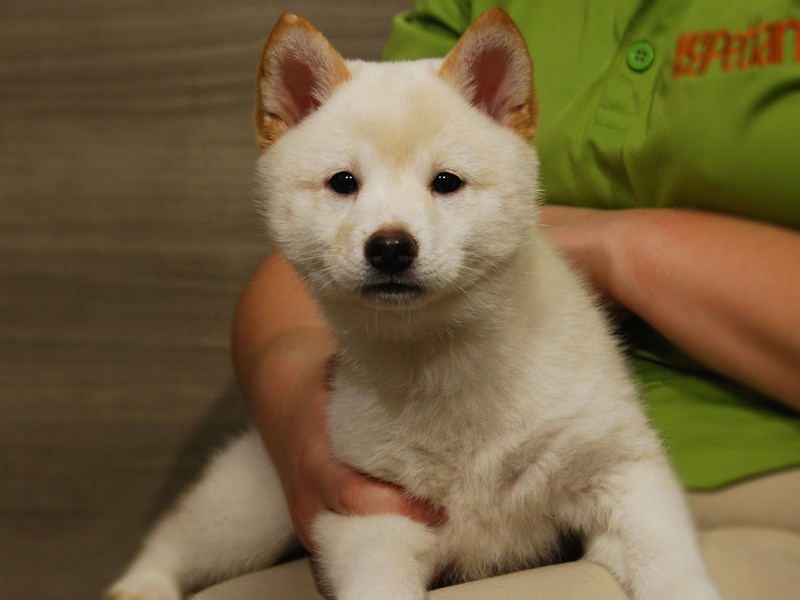 Cream Shiba Inu