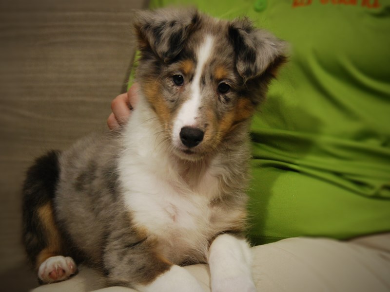 Sheltie Australian Shepherd Mix Puppies