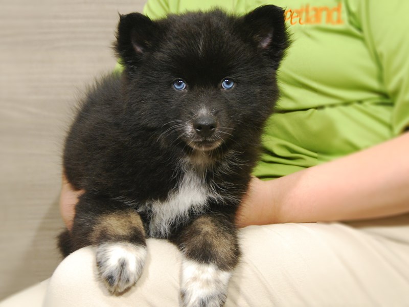 Pomsky-DOG-Female-black White Tan-3281814-Petland Iowa City, Iowa