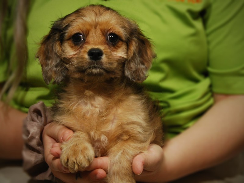 Cavapoo Puppy Sable Merle ID:17525 Located at Petland Iowa City, Iowa