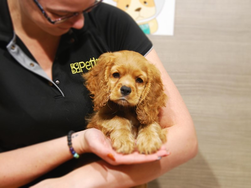Red Cocker Spaniel Puppies