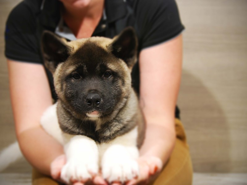 Akita Puppy Sable / White ID:17530 Located at Petland Iowa City, Iowa