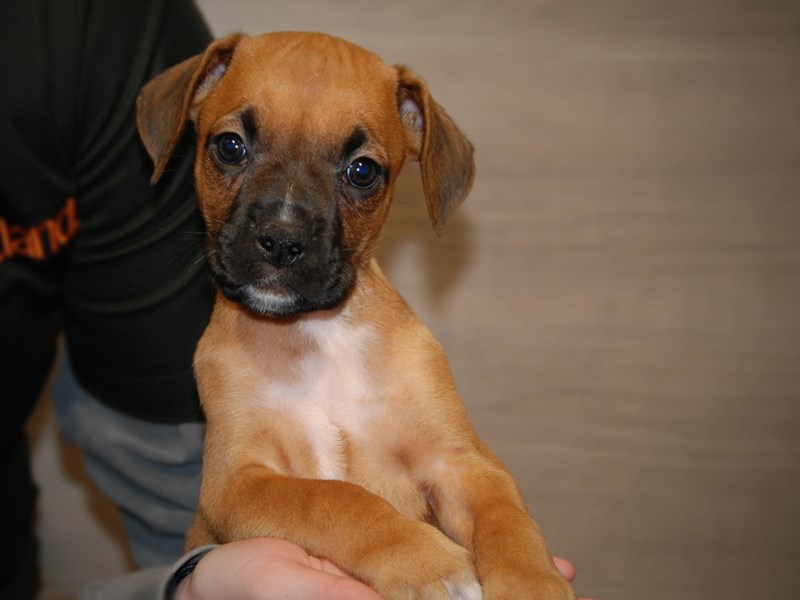 Boxer-DOG-Male-Fawn-3364253-Petland Iowa City, Iowa