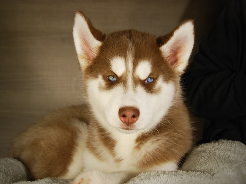 Siberian Husky-DOG-Female-Red / White-3439786-Petland Iowa City, Iowa
