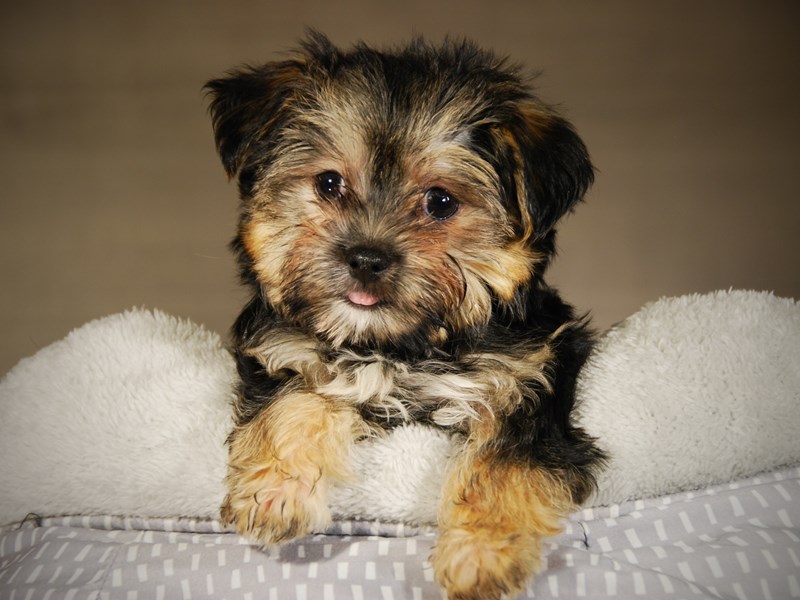 What Is The Lifespan Of A Morkie Dog