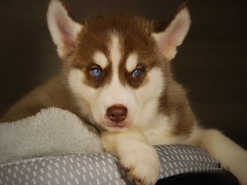 Siberian Husky-DOG-Female-Red / White-3439808-Petland Iowa City, Iowa