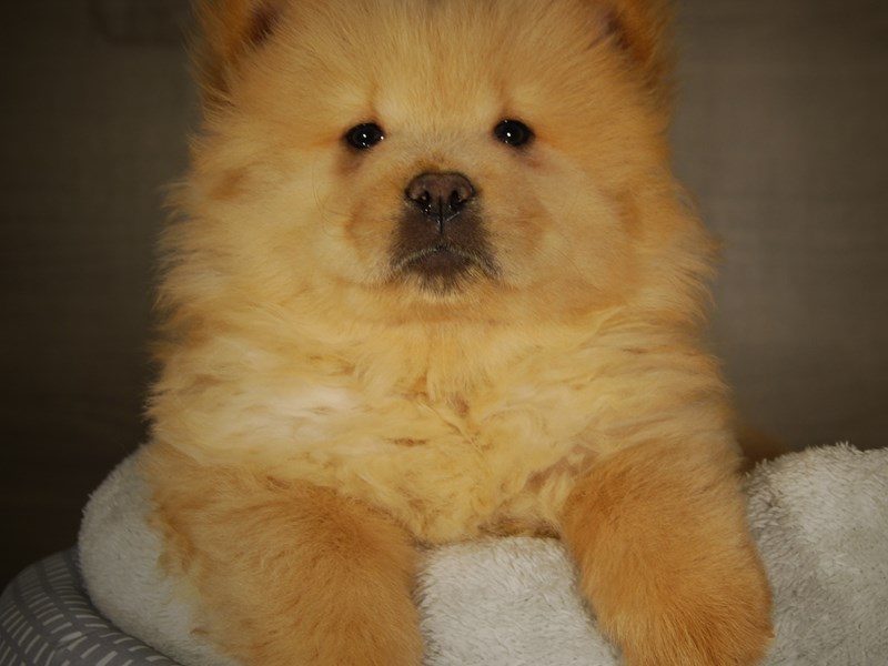 Cinnamon Chow Chow Puppies