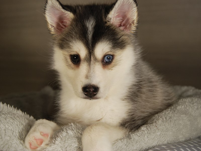 Pomsky Puppy Gray / White ID:17771 Located at Petland Iowa City, Iowa