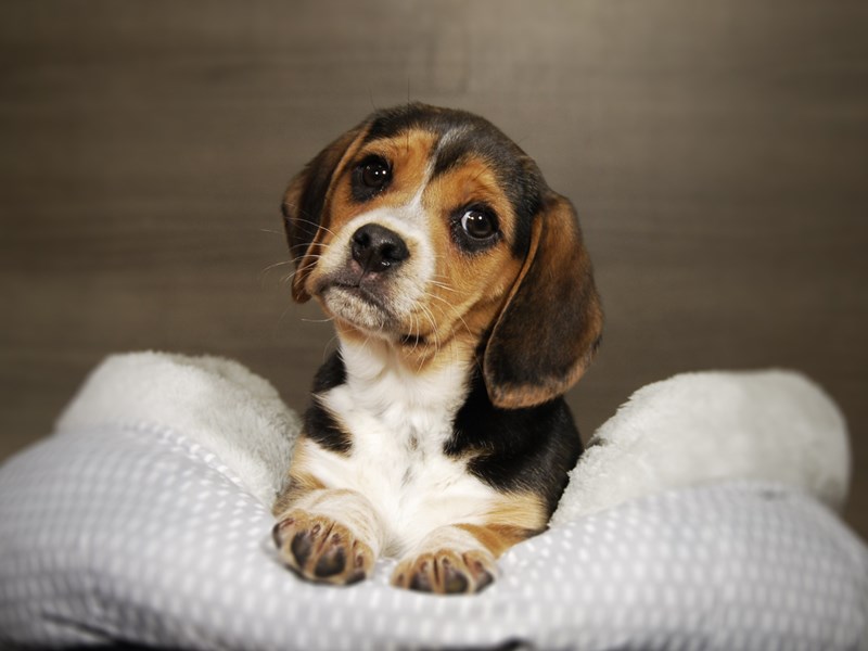Beagle Puppy Tri-Colored ID:17810 Located at Petland Iowa City, Iowa
