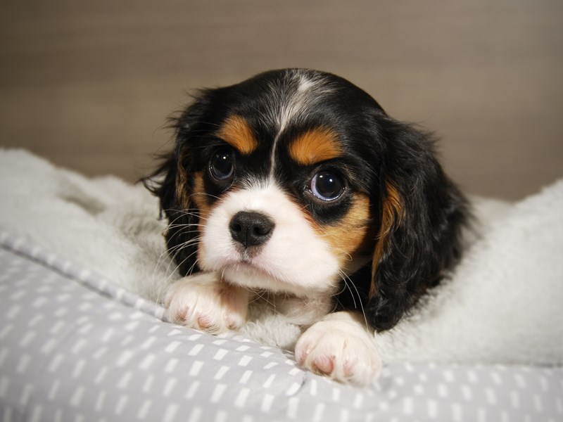 Cavalier King Charles Spaniel Tricolor Female