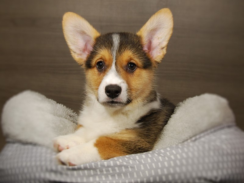 Welsh Corgi Black