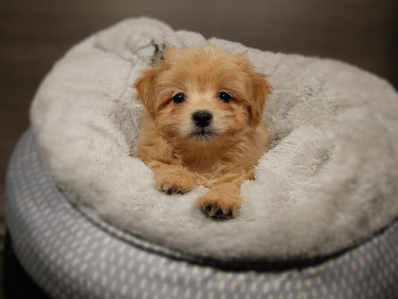 Havanese Puppy Apricot ID:17866 Located at Petland Iowa City, Iowa