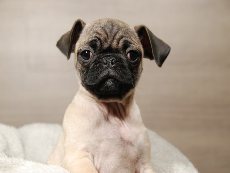 Pug-DOG-Male-Fawn-3548863-Petland Iowa City, Iowa