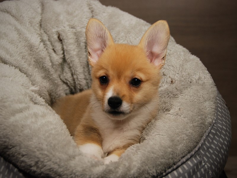 Next To Sleeping Baby Corgi