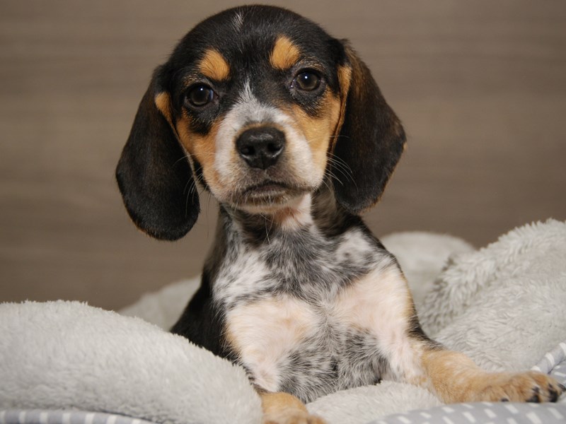 Beagle Coonhound Mix Puppies