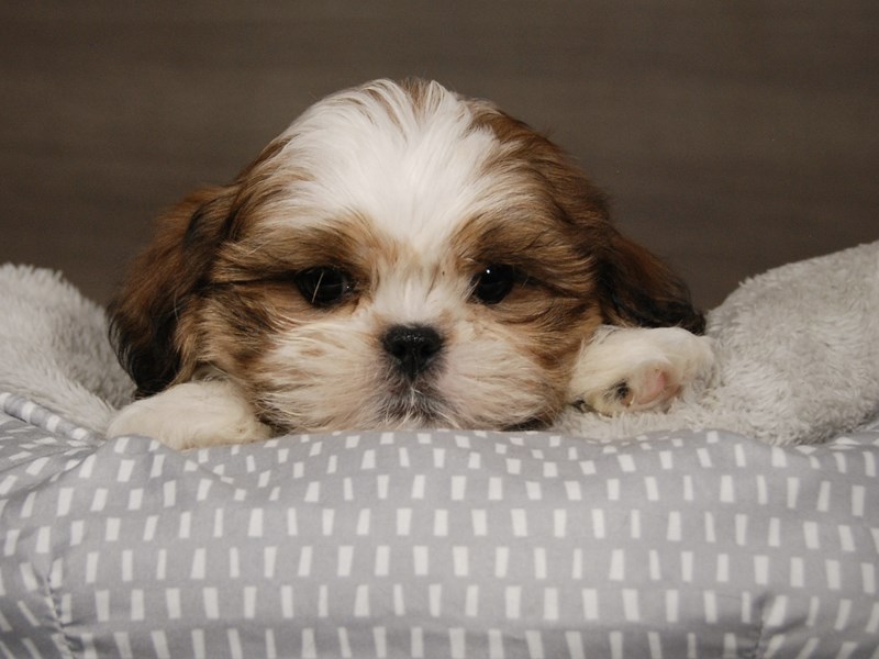Do Shih Tzu Bottom Teeth Stick Out