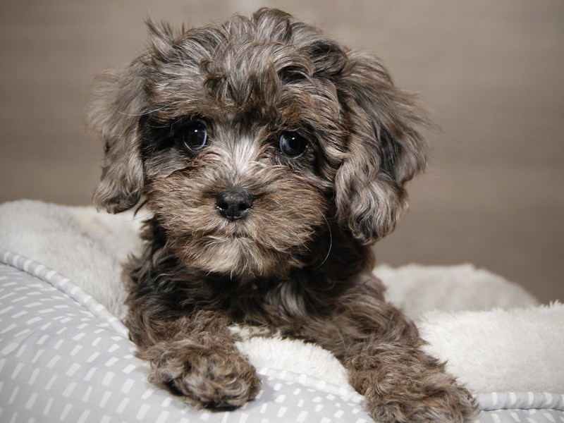 Cavapoo Puppy Blue Merle ID:17998 Located at Petland Iowa City, Iowa