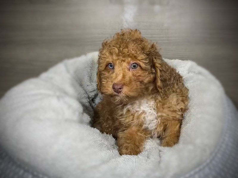 Poodle Puppy Red ID:18018 Located at Petland Iowa City, Iowa
