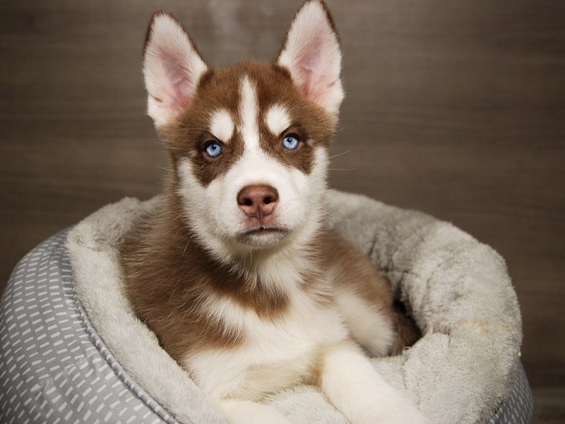 Dark Red Siberian Husky Puppies