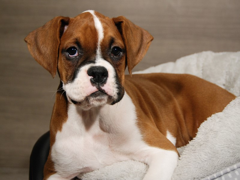 Boxer-DOG-Female-Mahogany-3637283-Petland Iowa City, Iowa