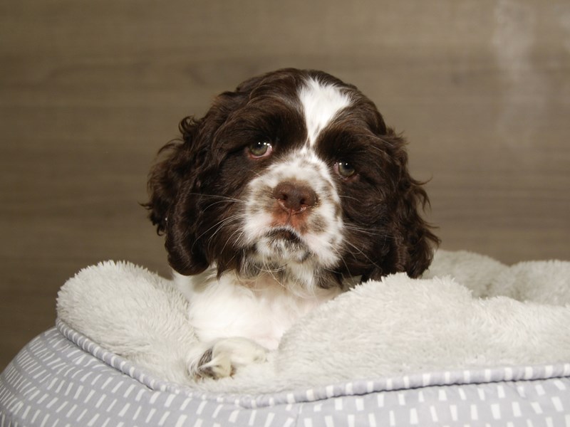 Cocker Spaniel Puppy Chocolate / White ID:18045 Located at Petland Iowa ...