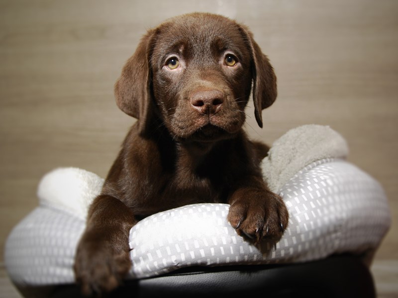 Male Chocolate Labrador Retriever