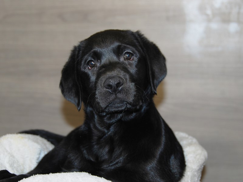 Black Lab Dog Female