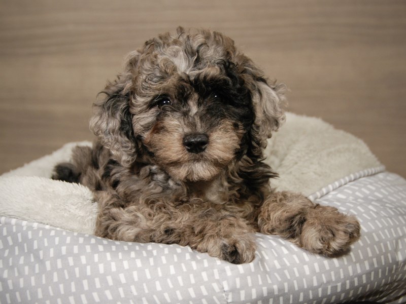 Blue Toy Poodle