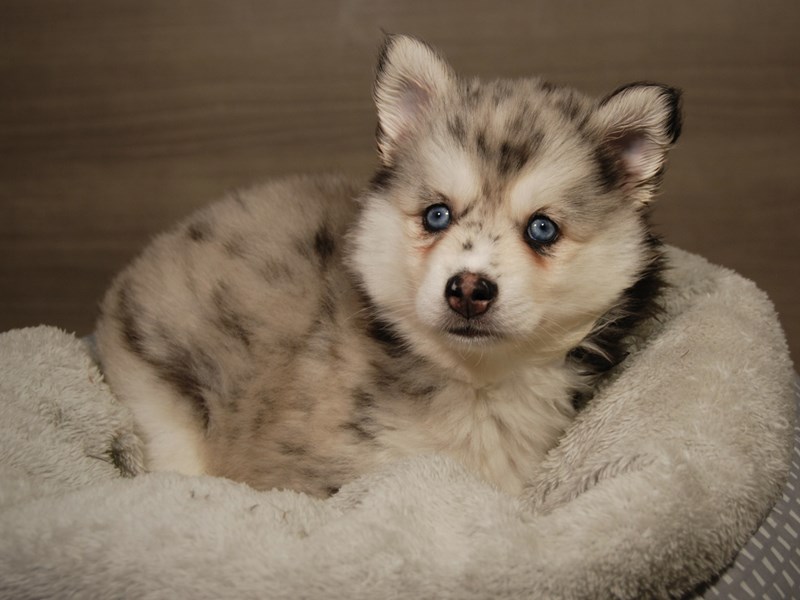 Pomsky-DOG-Male-Gray / White-2685225-Petland Iowa City, Iowa