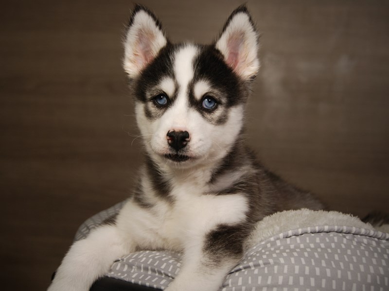 Female White Siberian Husky