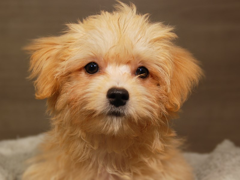 Havanese Puppy Gld ID:18160 Located at Petland Iowa City, Iowa